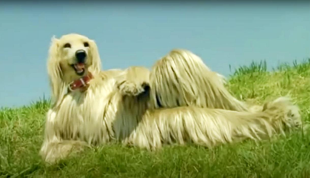 Anuncios japoneses: El perro de Consome Panchi – Viviendo Japón, sus ...