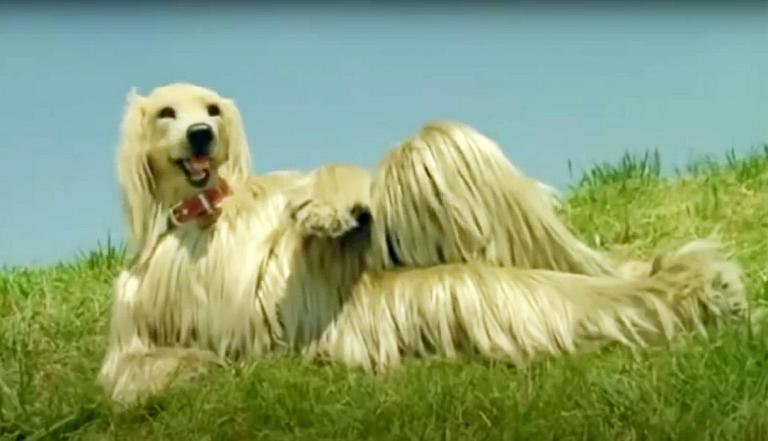 Anuncios japoneses: El perro de Consome Panchi – Viviendo Japón, sus ...